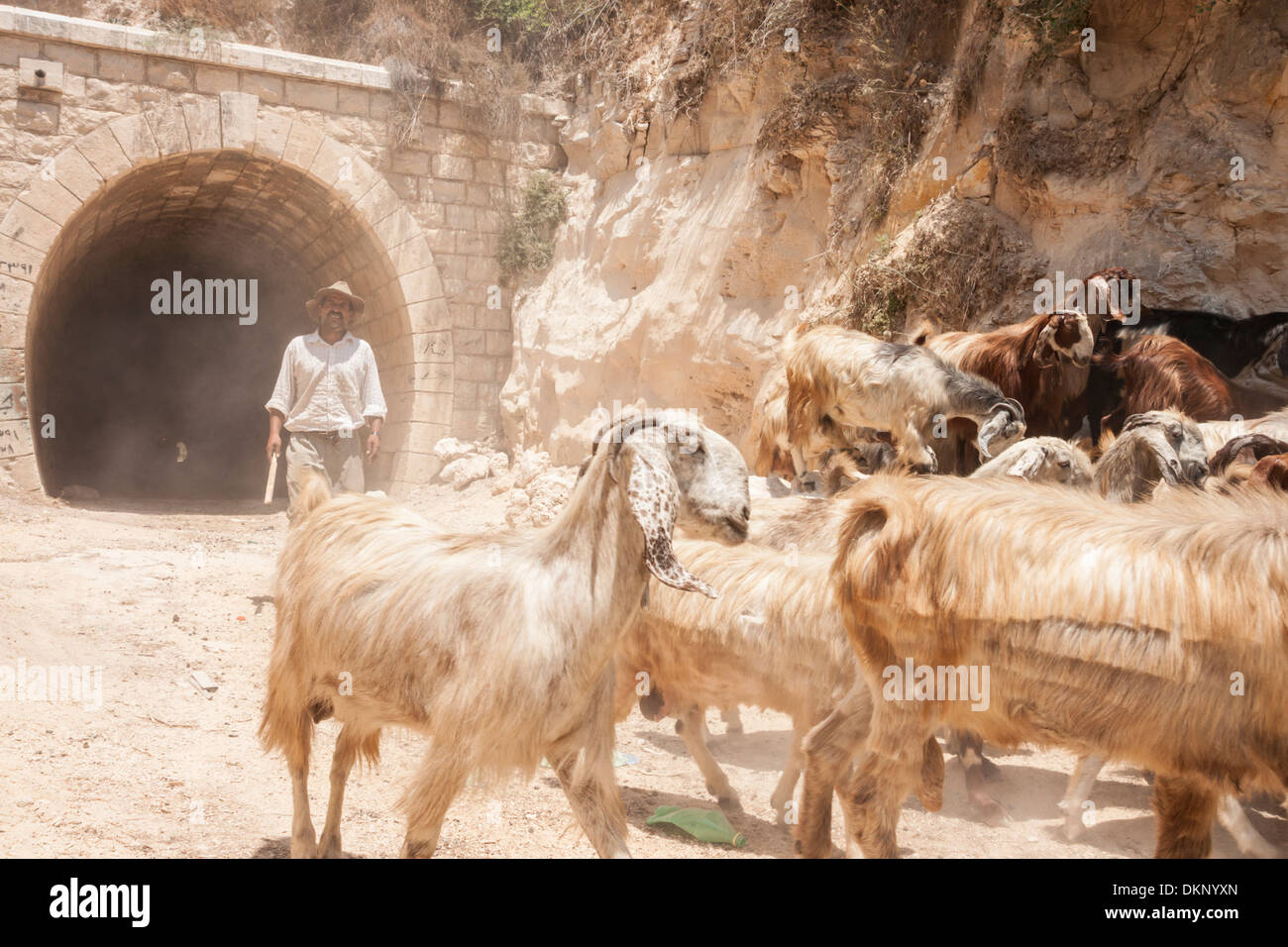 Samaria/West Bank, Israel. An Arab shepherd drives his herd out of an ...
