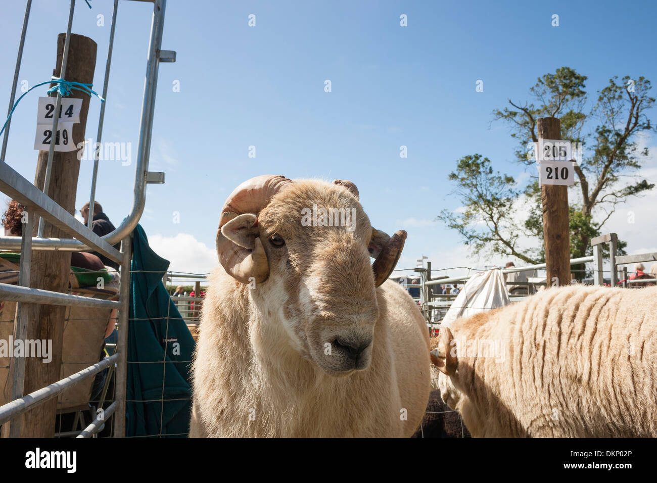 Sheep Livestock Judging at Corazon Stafford blog