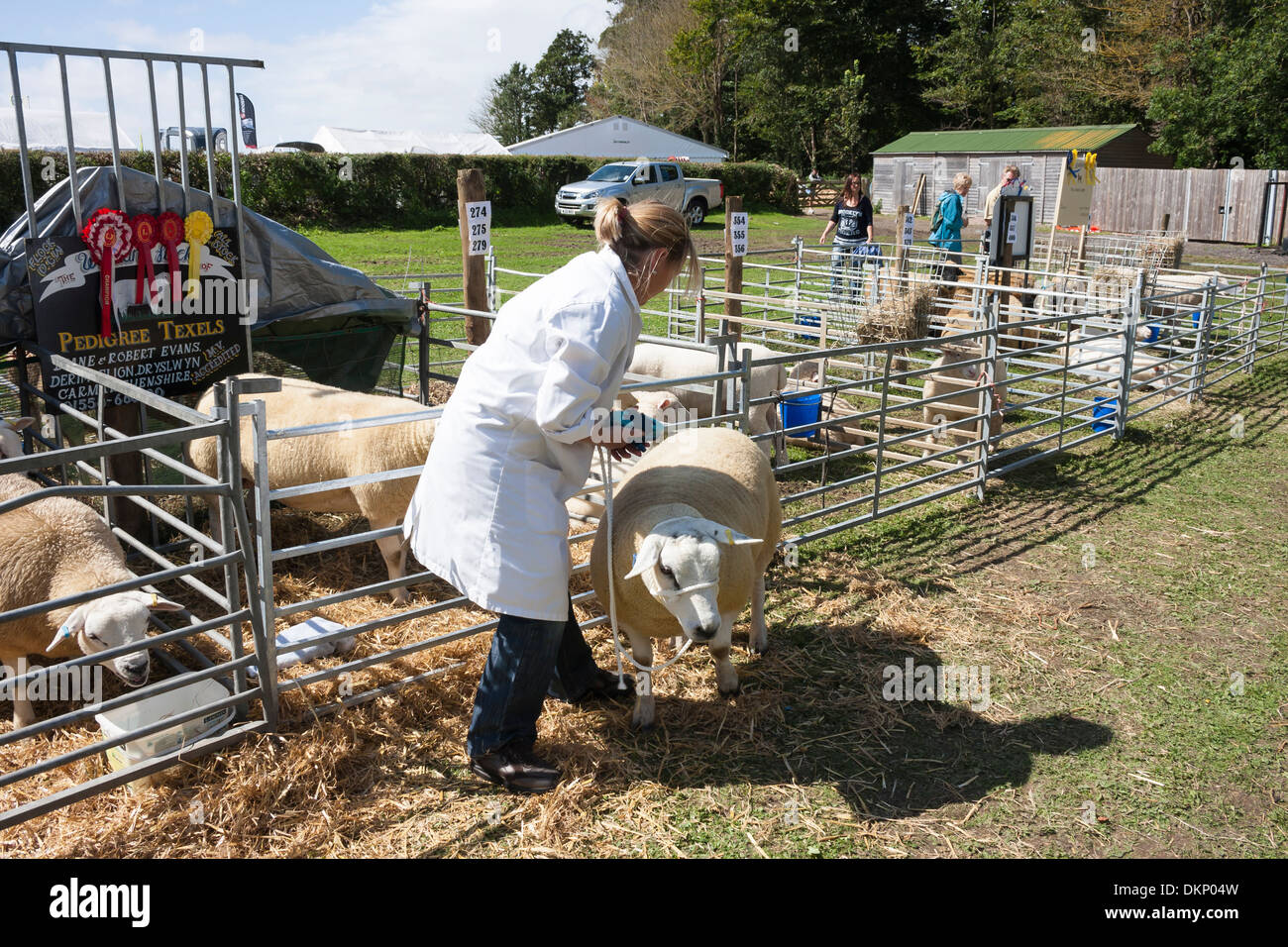 Judging sheep at show Stock Photo - Alamy