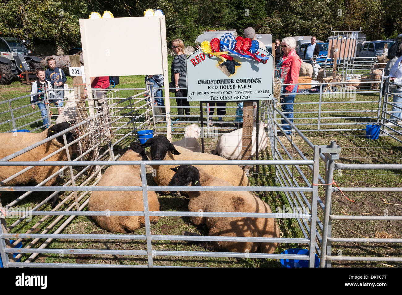 Judging sheep at show Stock Photo - Alamy