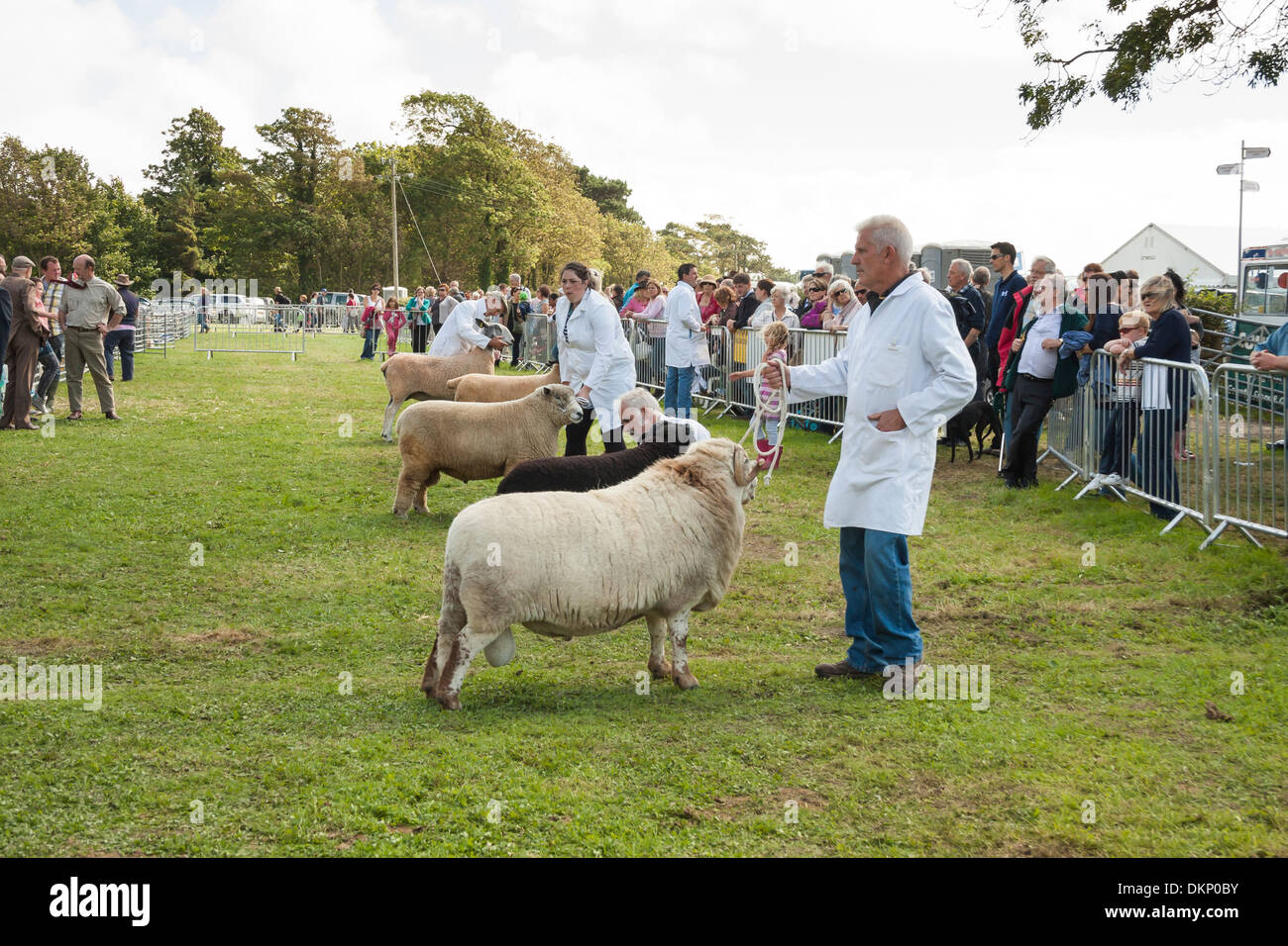 Judging sheep at show Stock Photo - Alamy