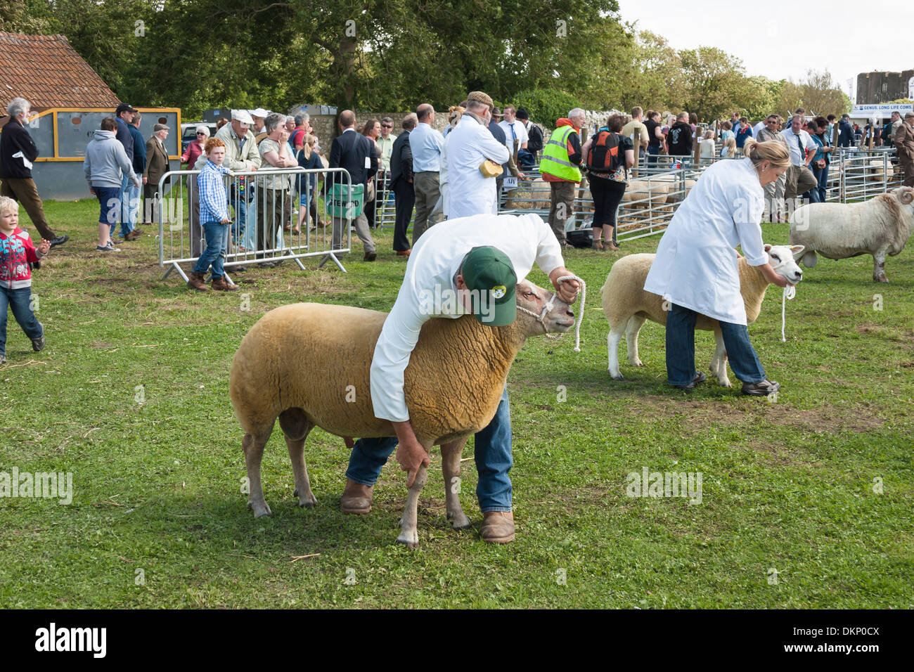 Judging sheep at show Stock Photo - Alamy