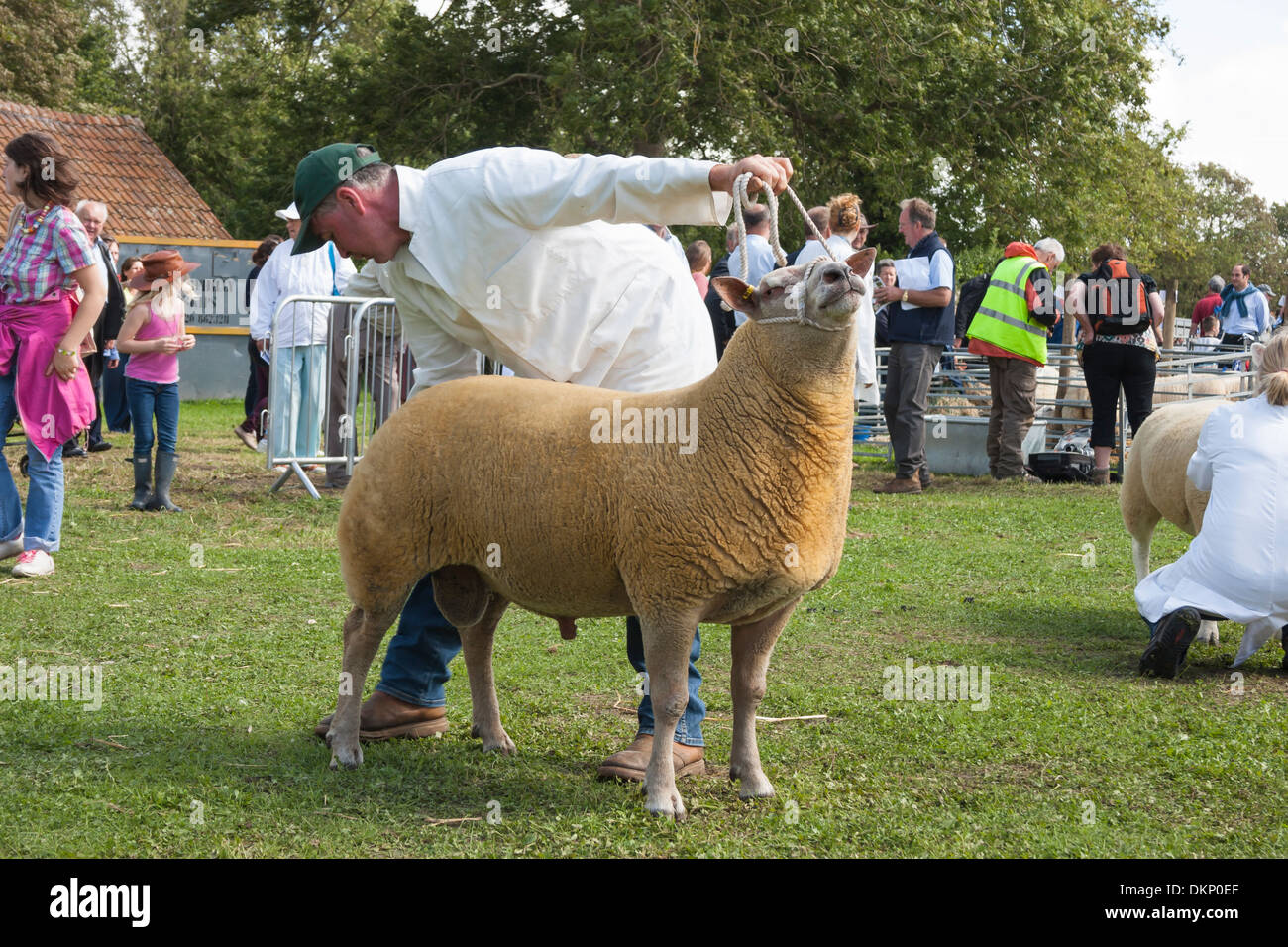 Judging sheep at show Stock Photo - Alamy