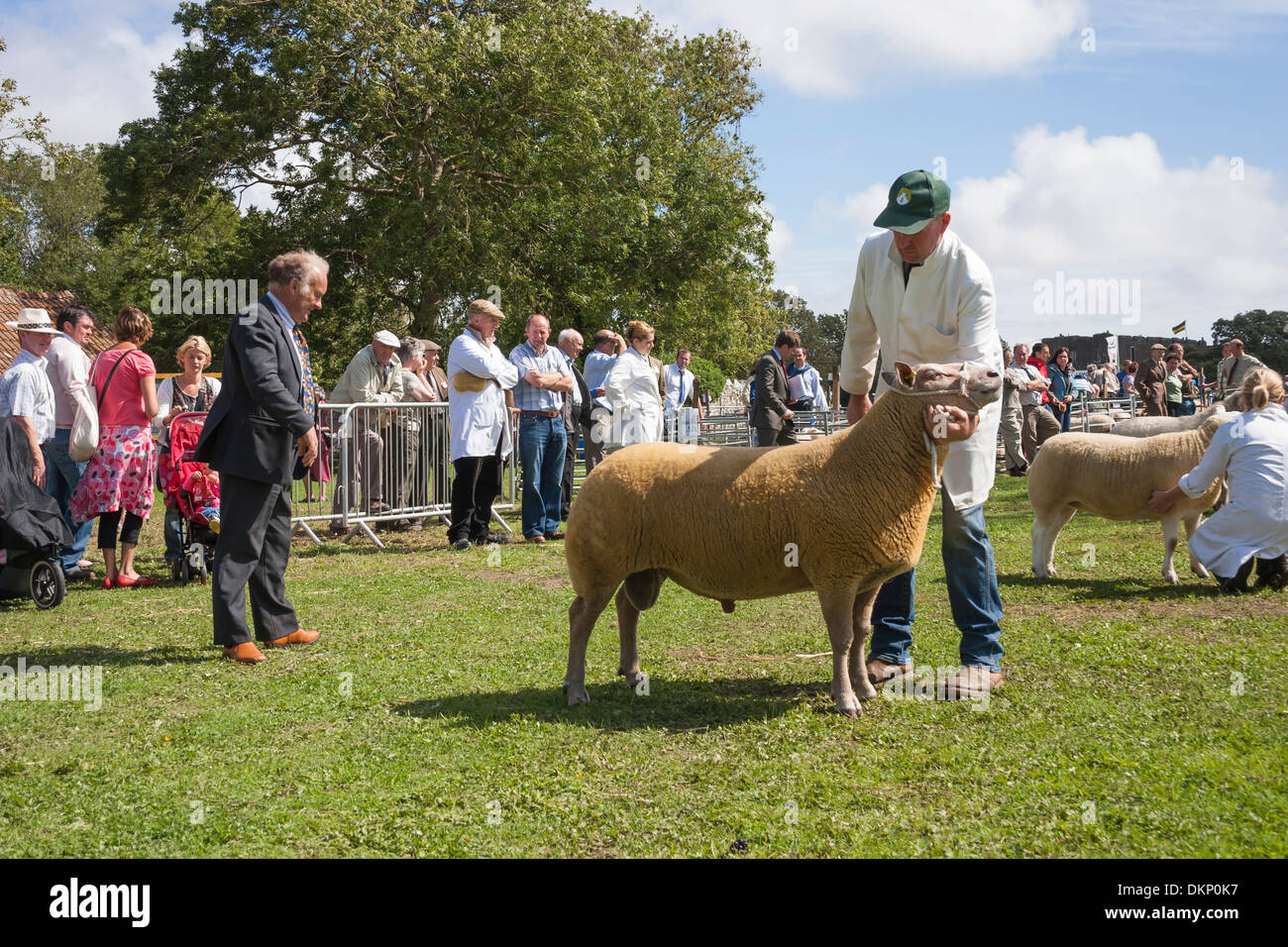 Judging sheep at show Stock Photo - Alamy