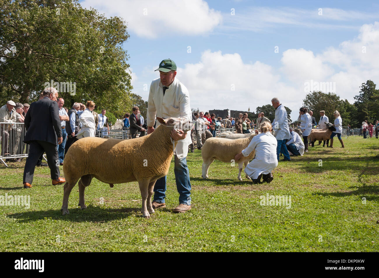 Sheep Livestock Judging at Corazon Stafford blog