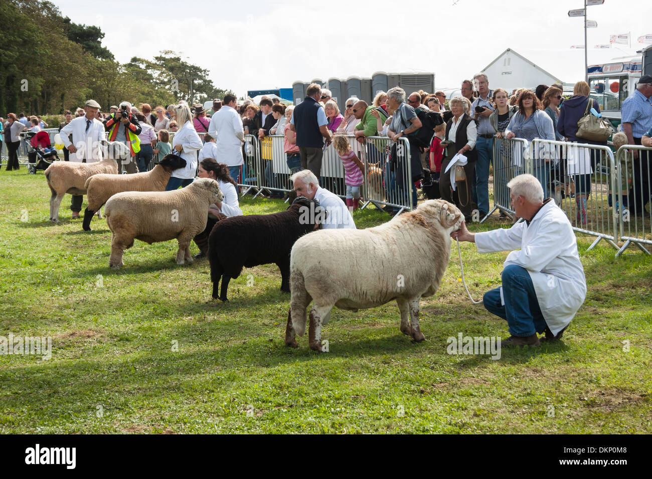 Crowd of sheep hi-res stock photography and images - Alamy