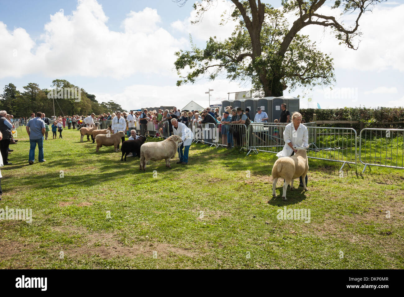 Judging sheep at show Stock Photo - Alamy