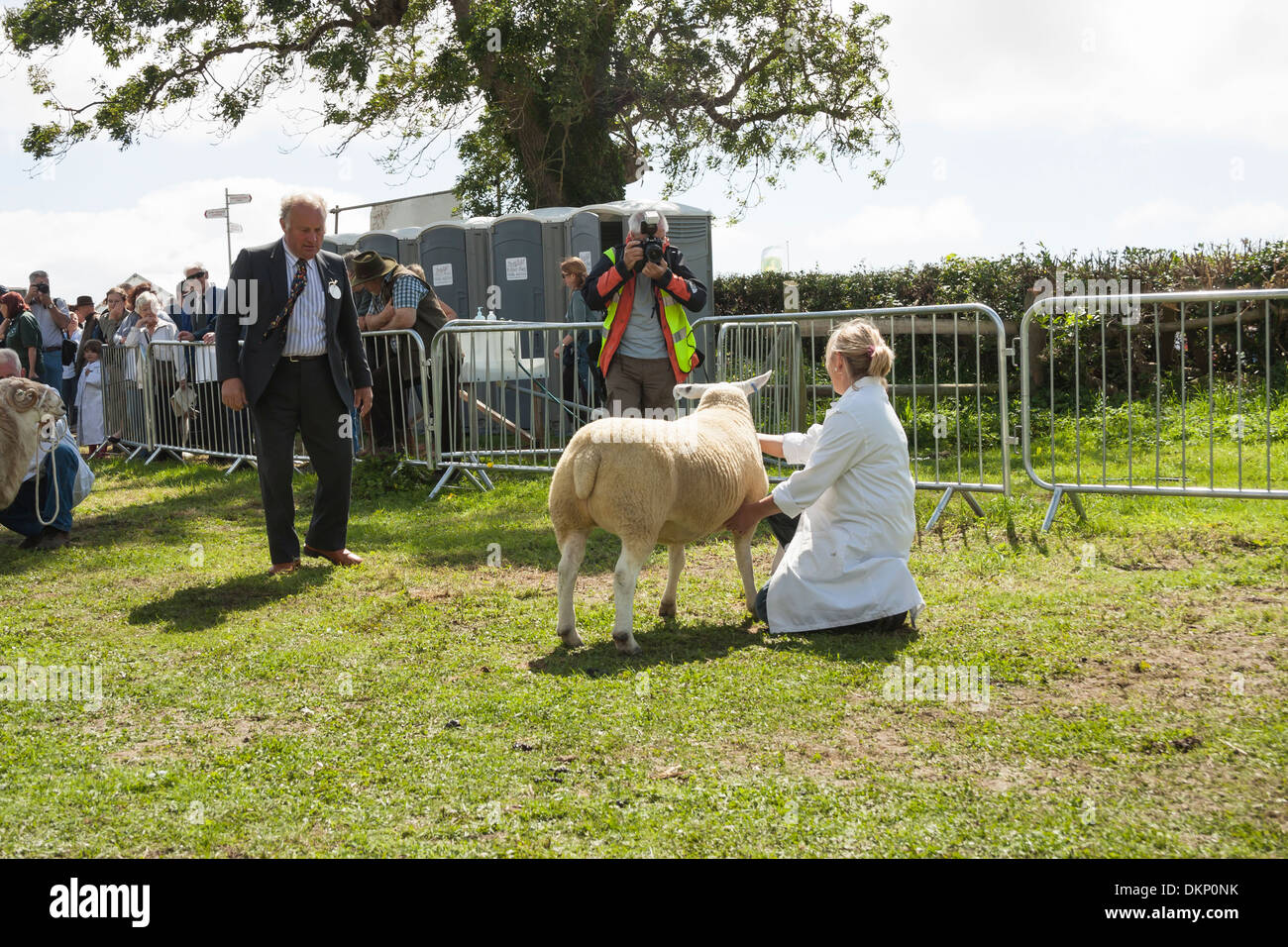 Judging sheep at show Stock Photo - Alamy
