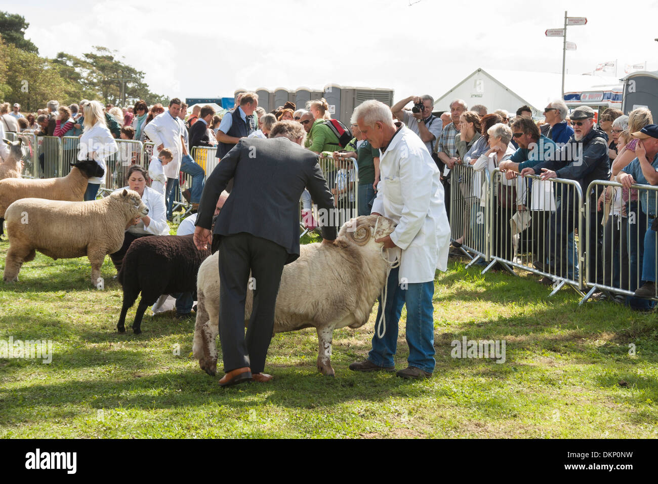 Judging sheep at show Stock Photo - Alamy