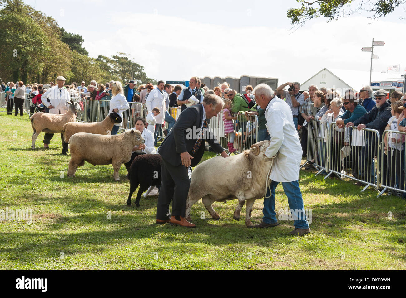 Judging sheep at show Stock Photo - Alamy