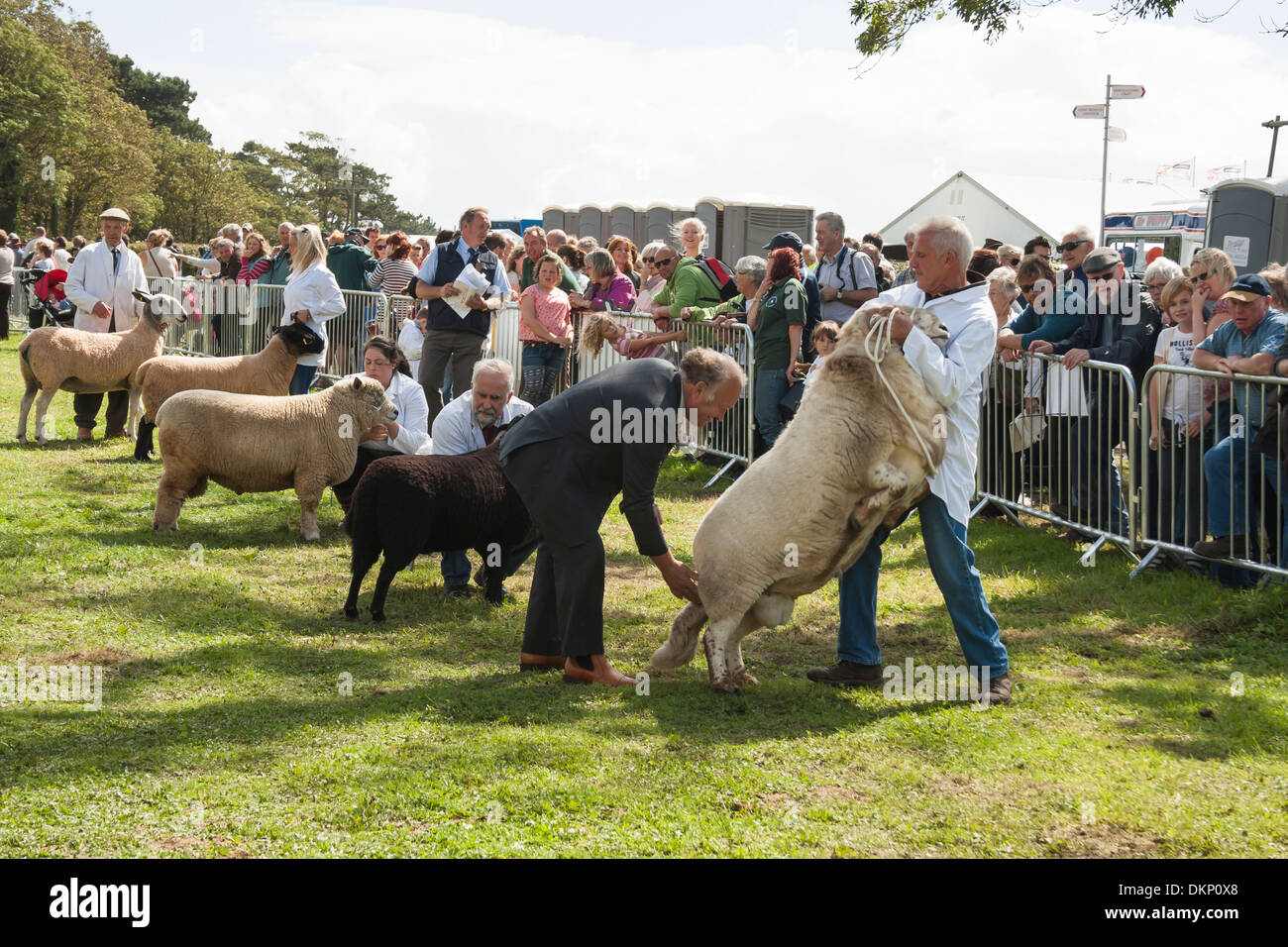 Jumping ewe sheep hi-res stock photography and images - Alamy