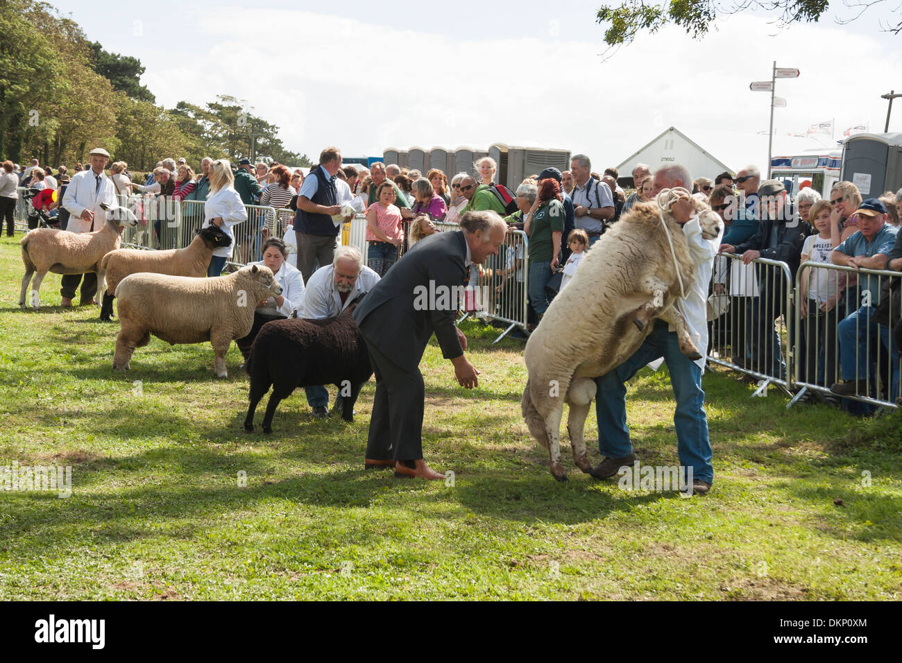 Judging sheep at show Stock Photo - Alamy