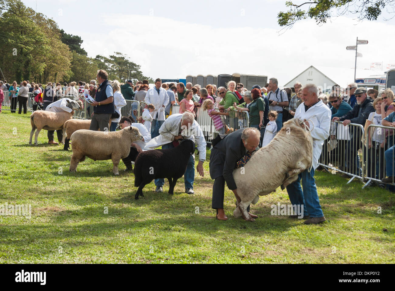 Sheep Livestock Judging at Corazon Stafford blog