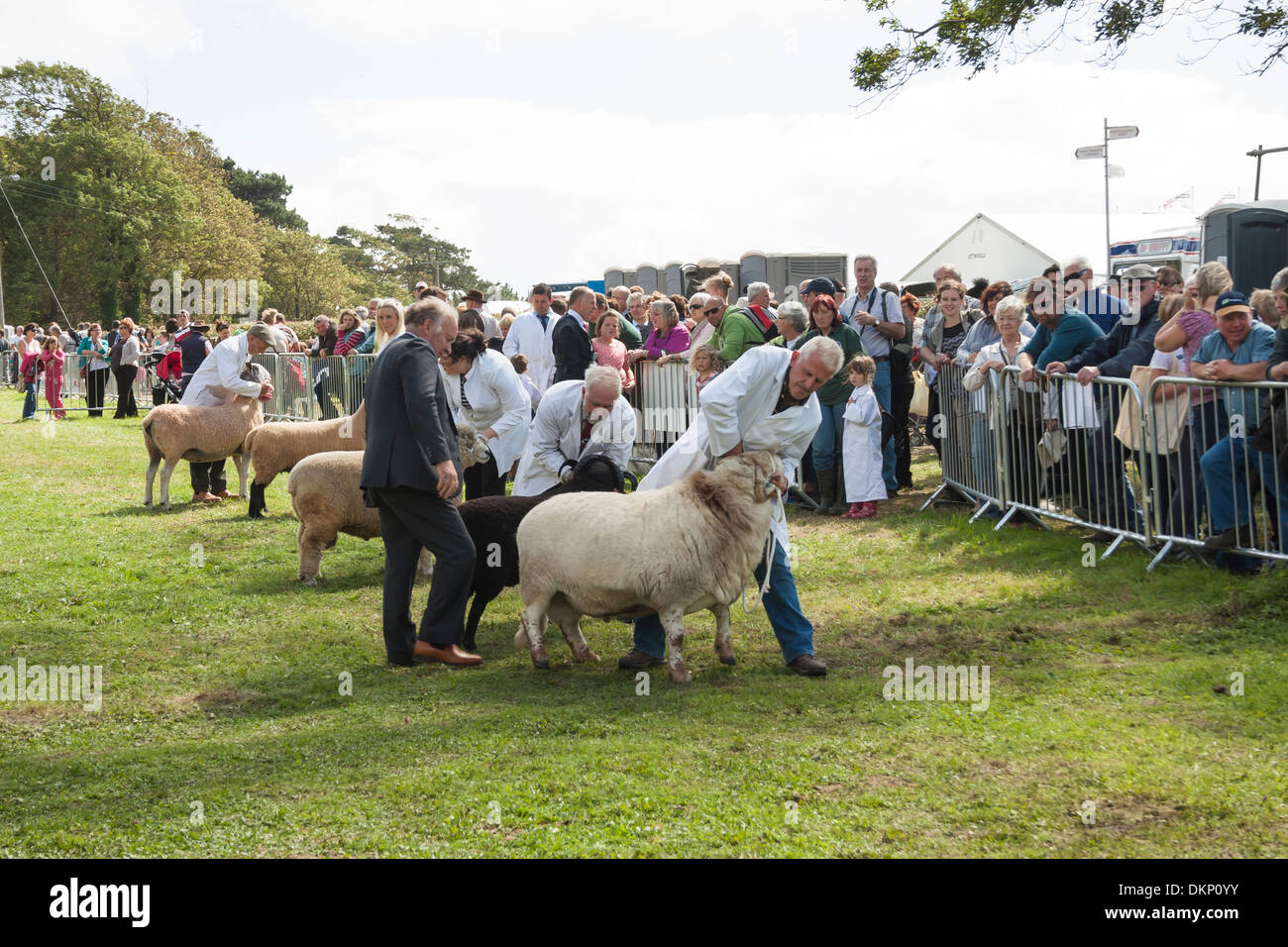 Judging sheep at show Stock Photo - Alamy