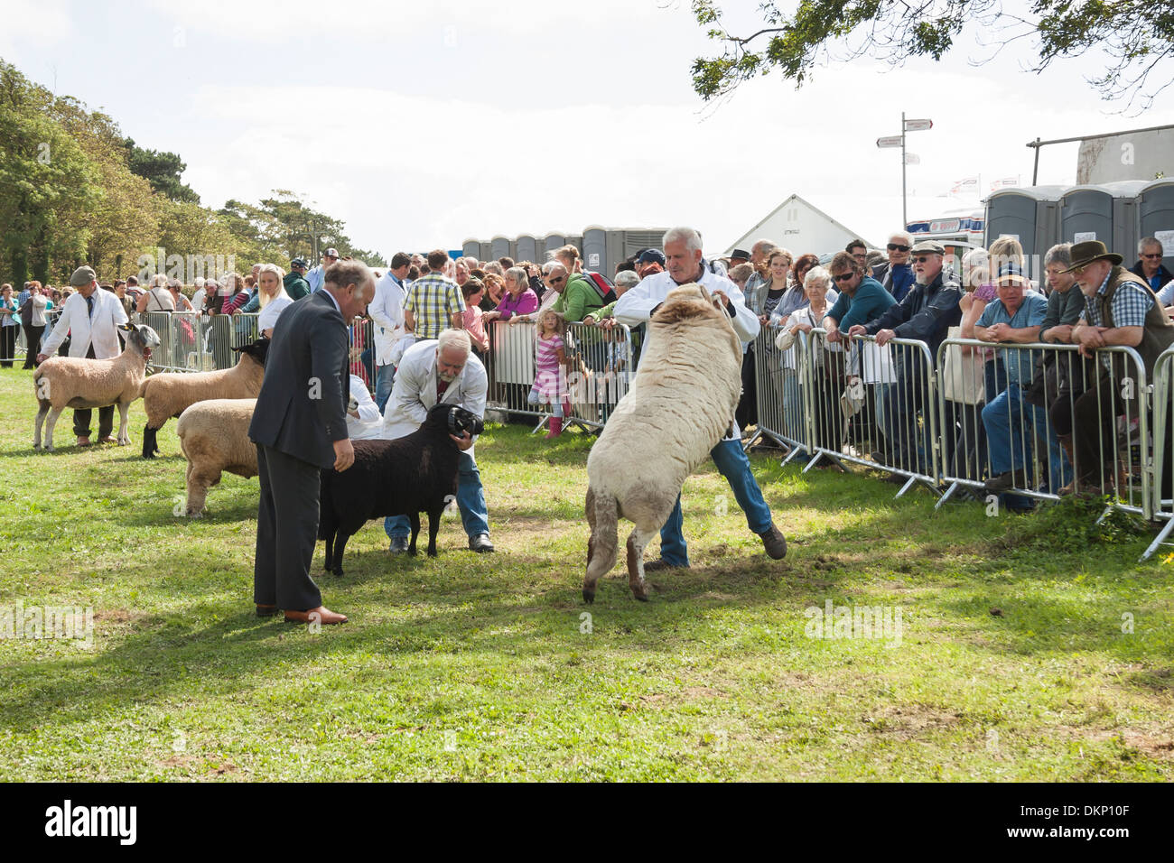 Judging sheep at show Stock Photo - Alamy