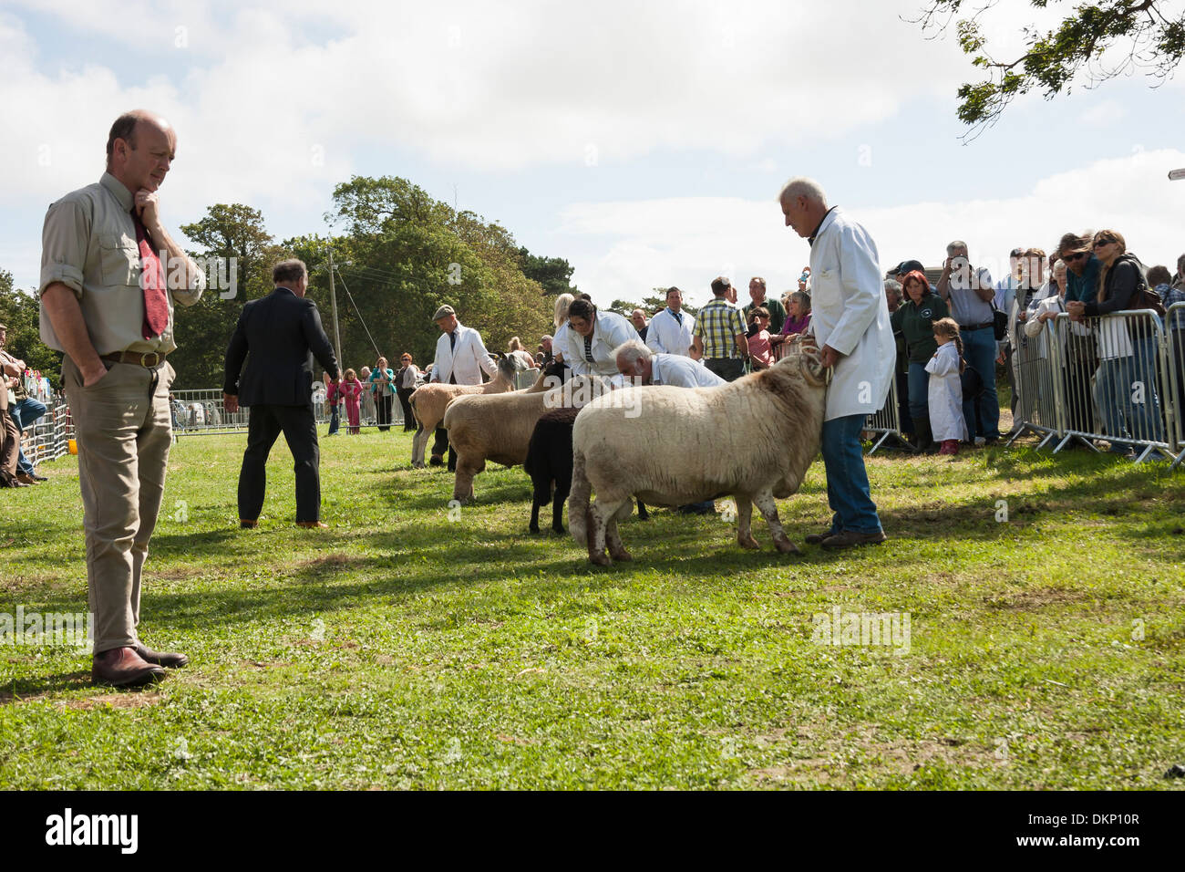 Judging judge sheep hi-res stock photography and images - Alamy