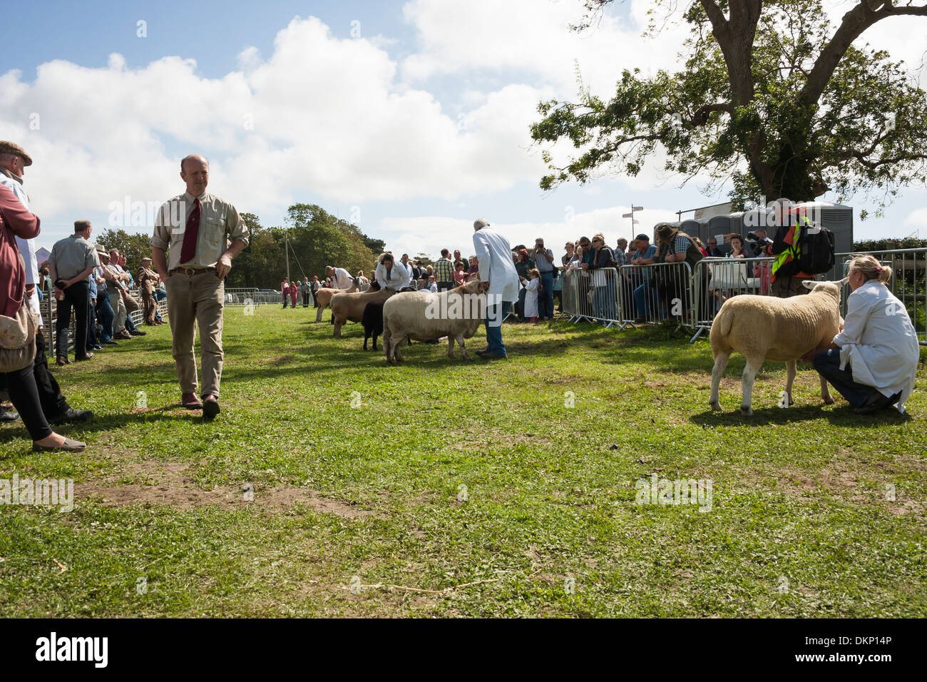 Crowd of sheep hi-res stock photography and images - Alamy