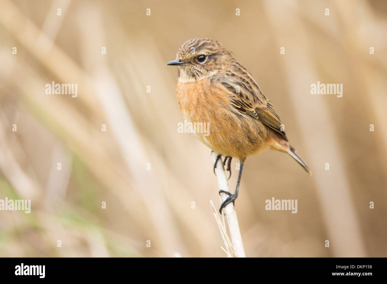 Juvenile female whinchat hi-res stock photography and images - Alamy