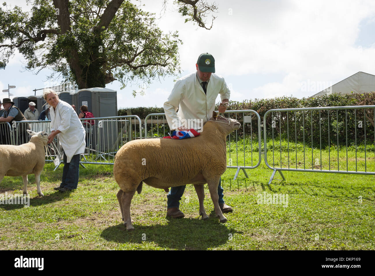 Agricultural sheep hi-res stock photography and images - Alamy