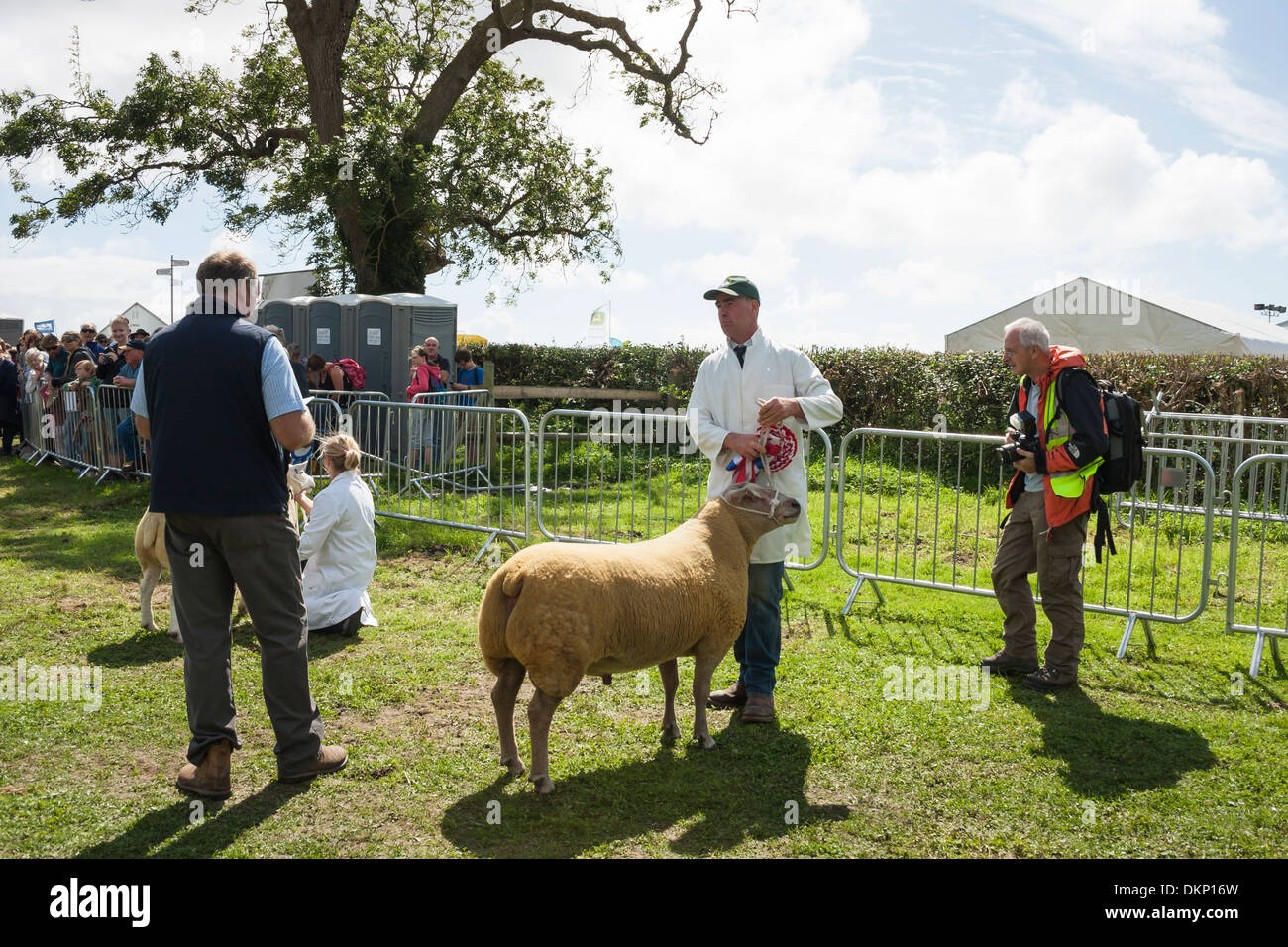 Agricultural sheep hi-res stock photography and images - Alamy