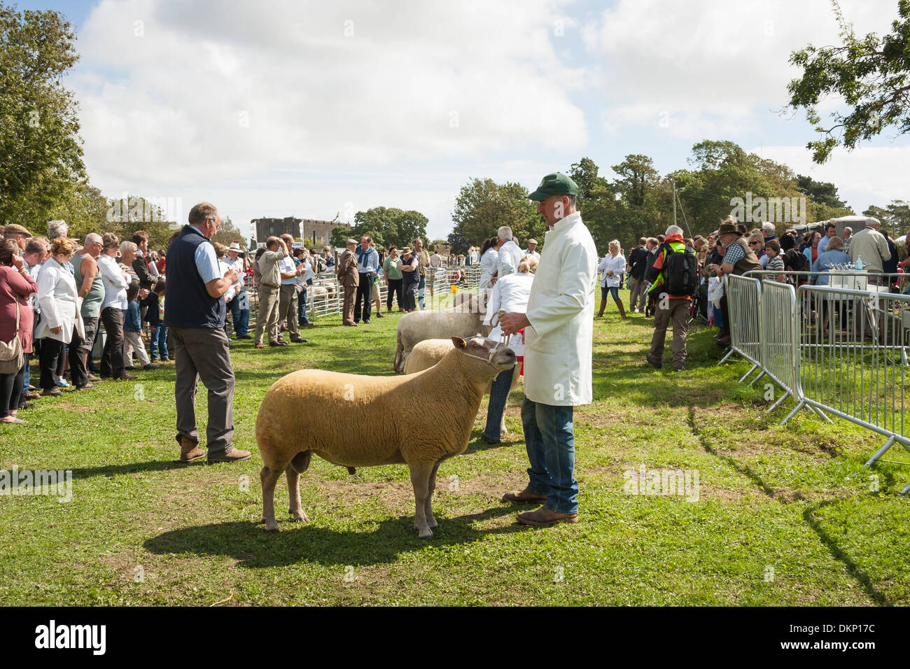Sheep agricultural show hi-res stock photography and images - Alamy
