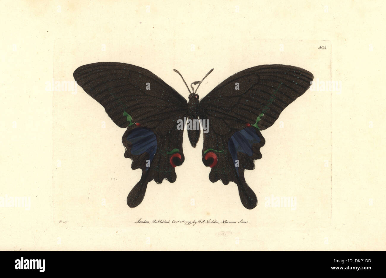 Paris peacock butterfly hi-res stock photography and images - Alamy