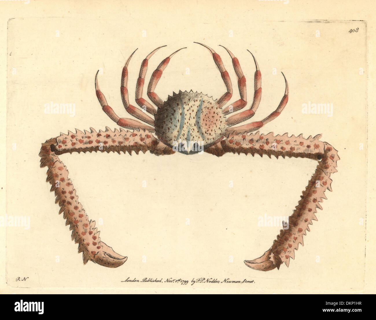 Elbow crab, Parthenope longimanus Stock Photo - Alamy