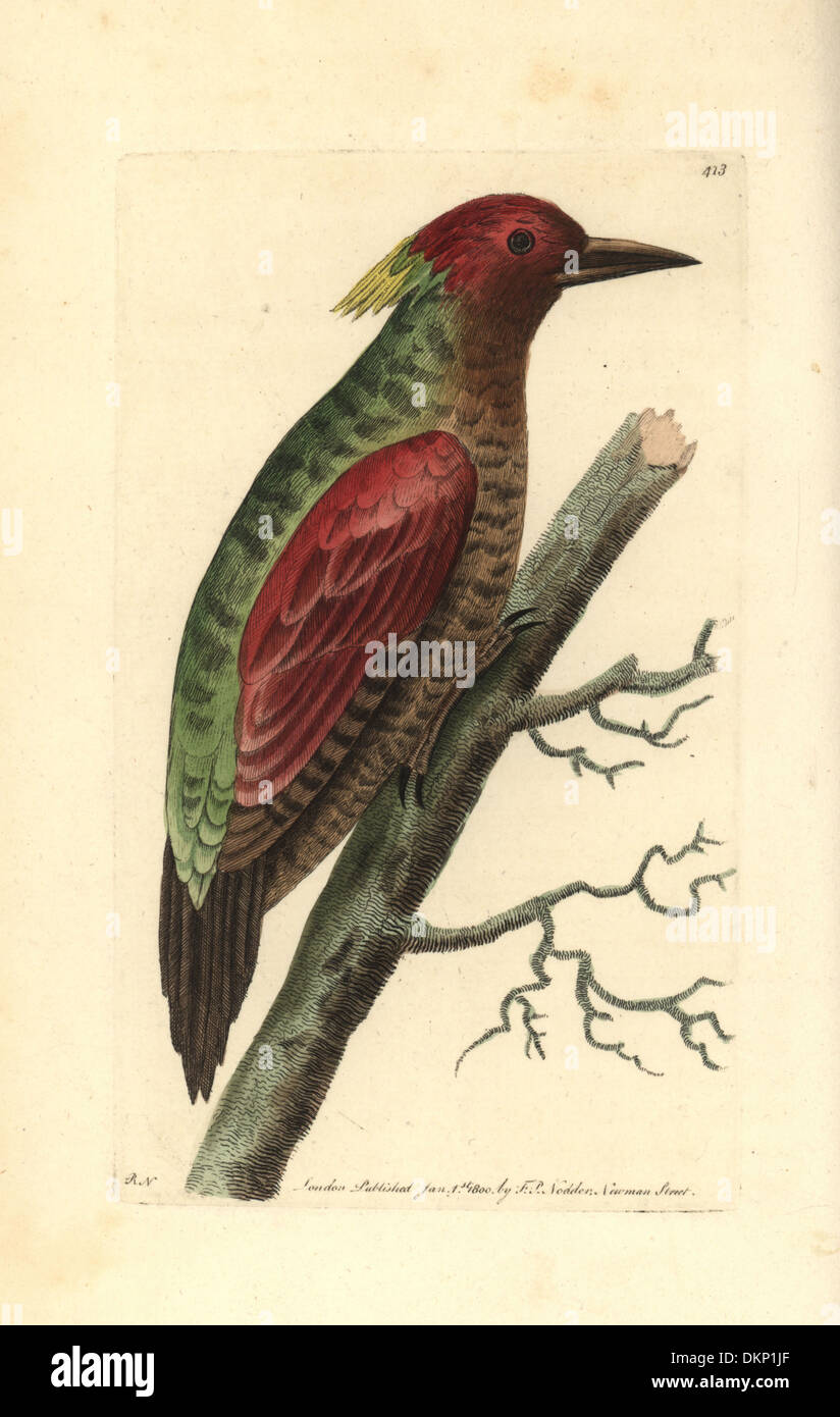 Crimson winged woodpecker or banded woodpecker, Picus puniceus Stock ...