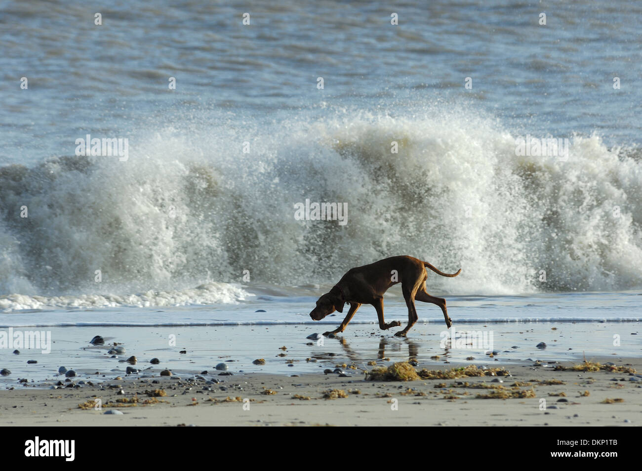 a pointer hound dog play on beach, Winterton-On-Sea, Norfolk, England ...