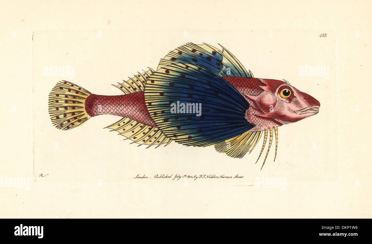 Searobin fish hi-res stock photography and images - Alamy