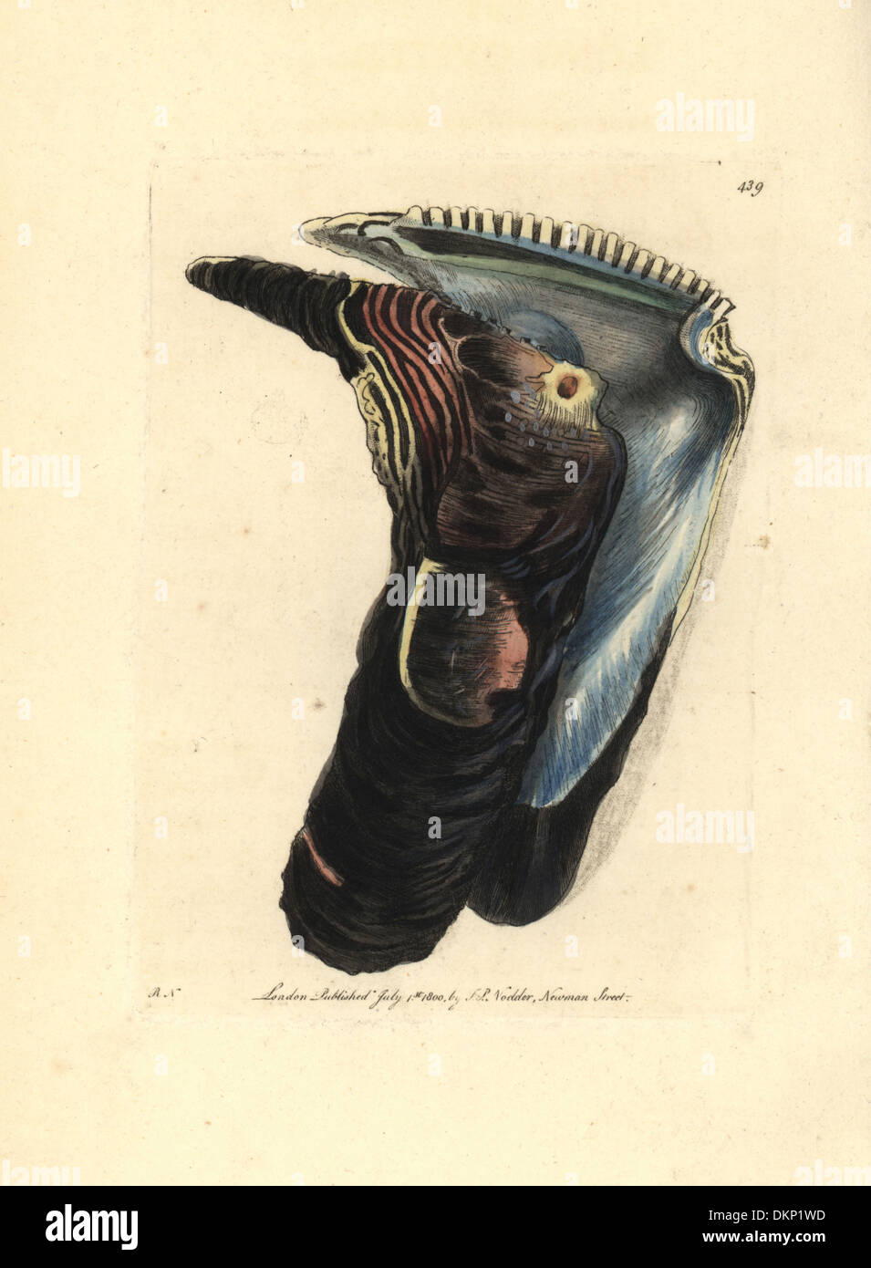 Oyster, Isognomon isognomum Stock Photo - Alamy