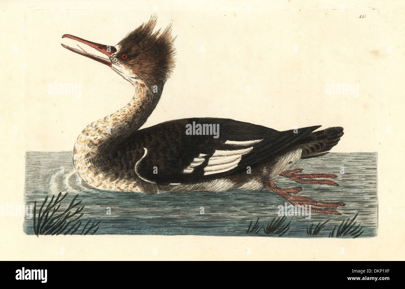 Merganser castor hi-res stock photography and images - Alamy