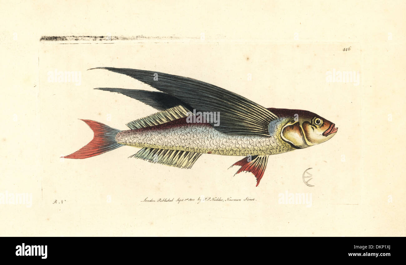Sharpfinned flyingfish, Exocoetus volitans Stock Photo - Alamy