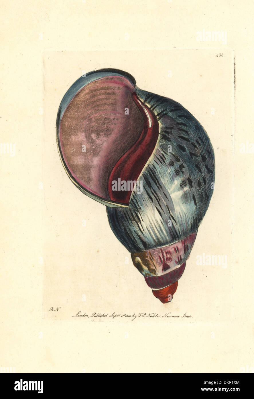 African giant snail hi-res stock photography and images - Alamy