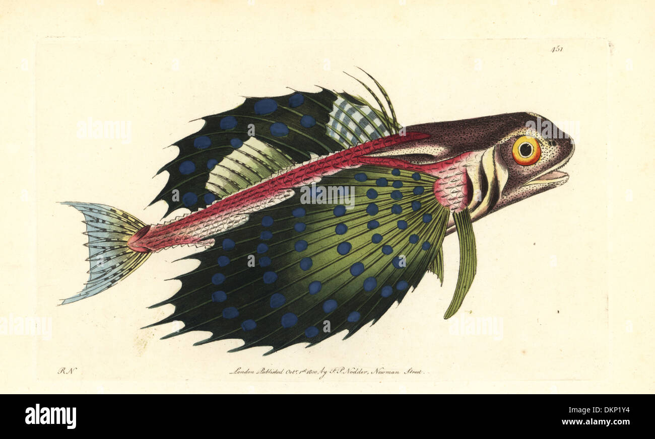 Flying gurnard, Dactylopterus volitans Stock Photo - Alamy