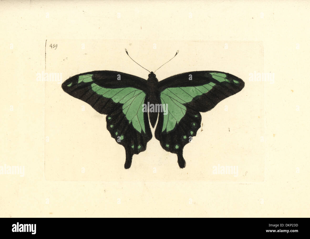 Apple-green or green-banded swallowtail butterfly, Papilio phorcas ...
