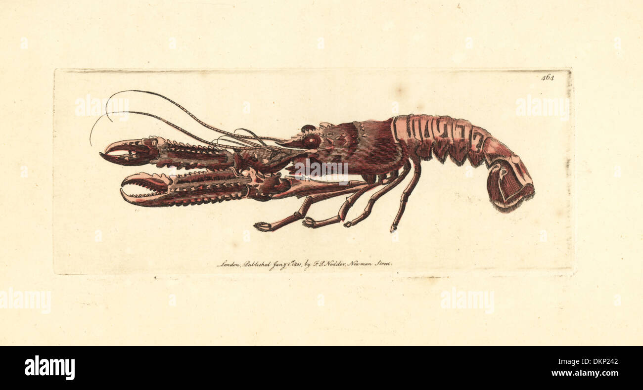 Marine crustacean nephrops norvegicus hi-res stock photography and ...