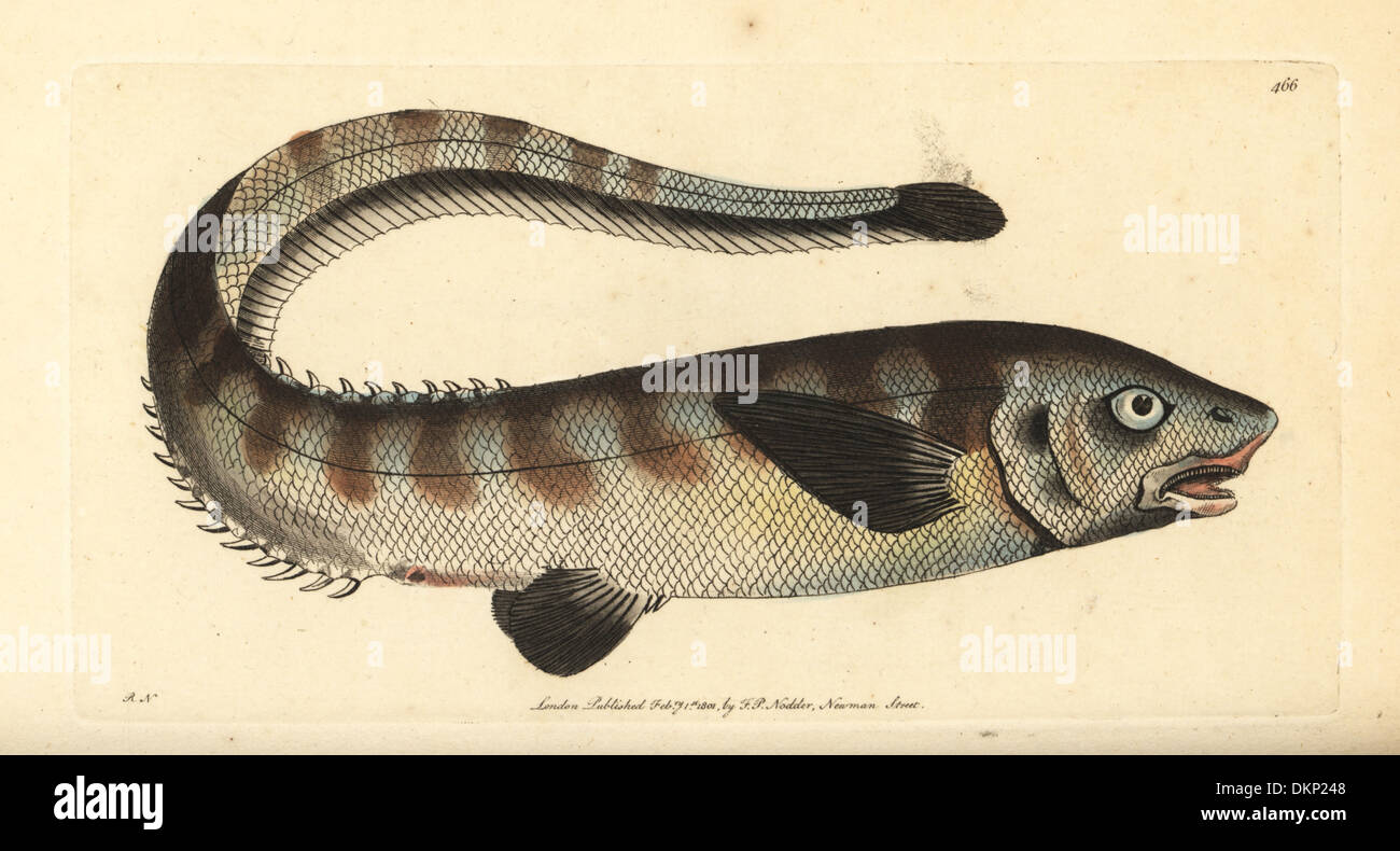 Spiny eel hi-res stock photography and images - Alamy