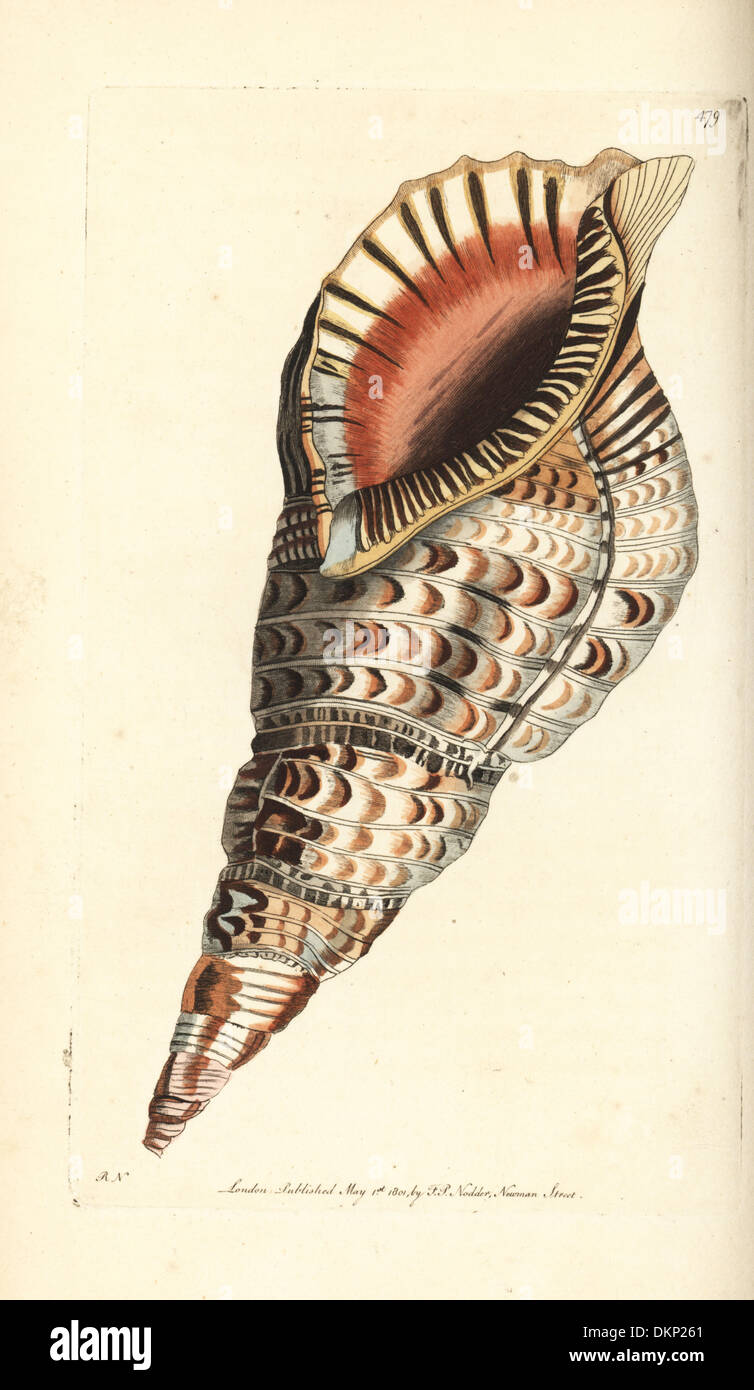 Triton's trumpet or sea trumpet, Charonia tritonis Stock Photo - Alamy