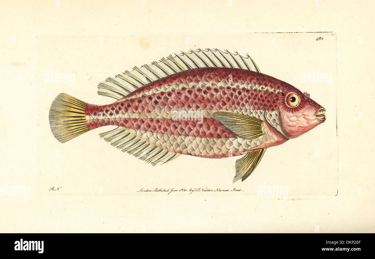 Parrotfish Illustration High Resolution Stock Photography and Images ...