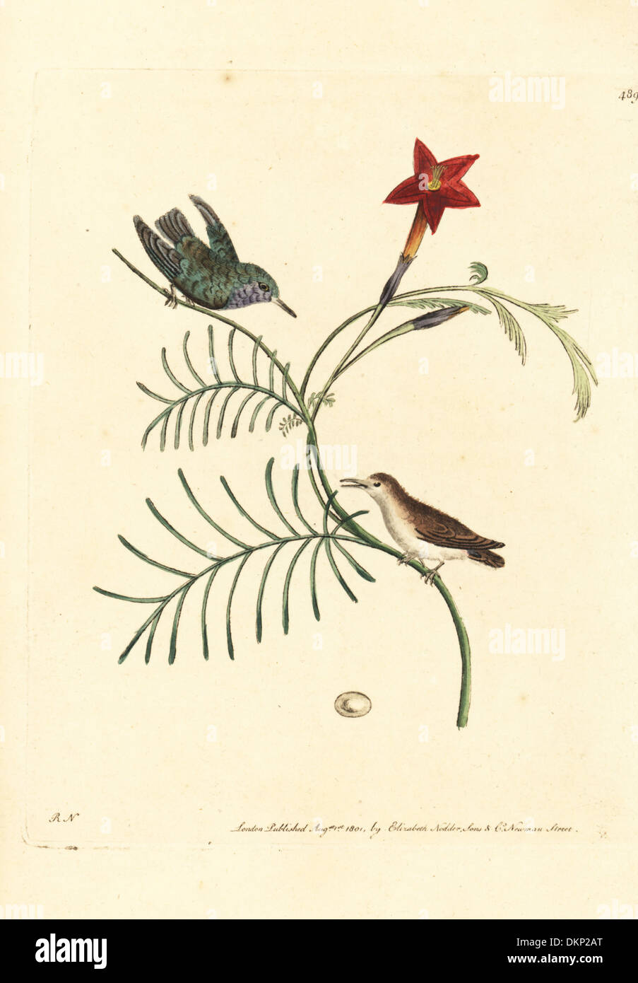 Vervain hummingbird, Mellisuga minima Stock Photo - Alamy