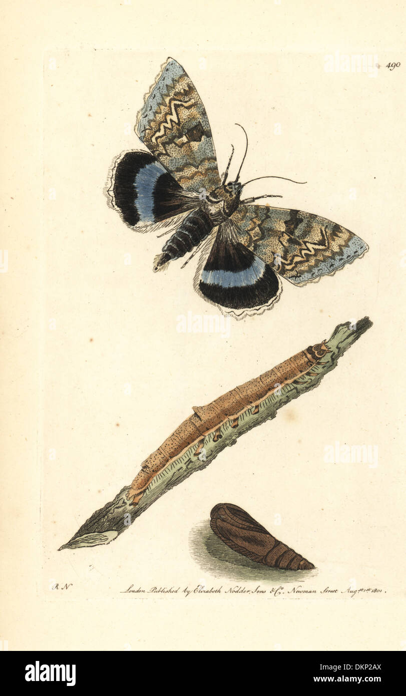 Blue underwing or Clifden nonpareil, Catocala fraxini Stock Photo - Alamy