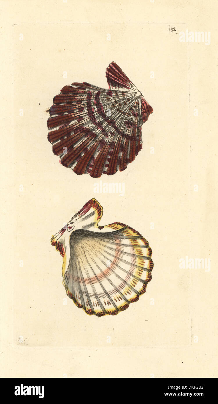 Gloripallium pallium hi-res stock photography and images - Alamy