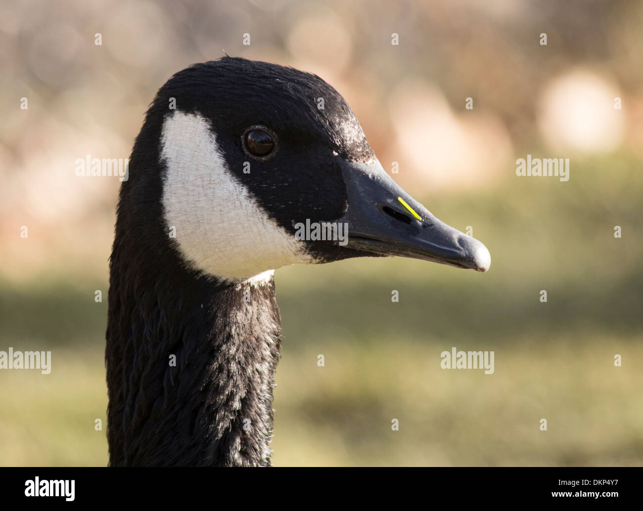 Canada goose head hi-res stock photography and images - Alamy