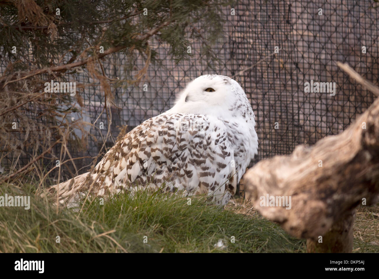 Female snowy owl hi-res stock photography and images - Alamy