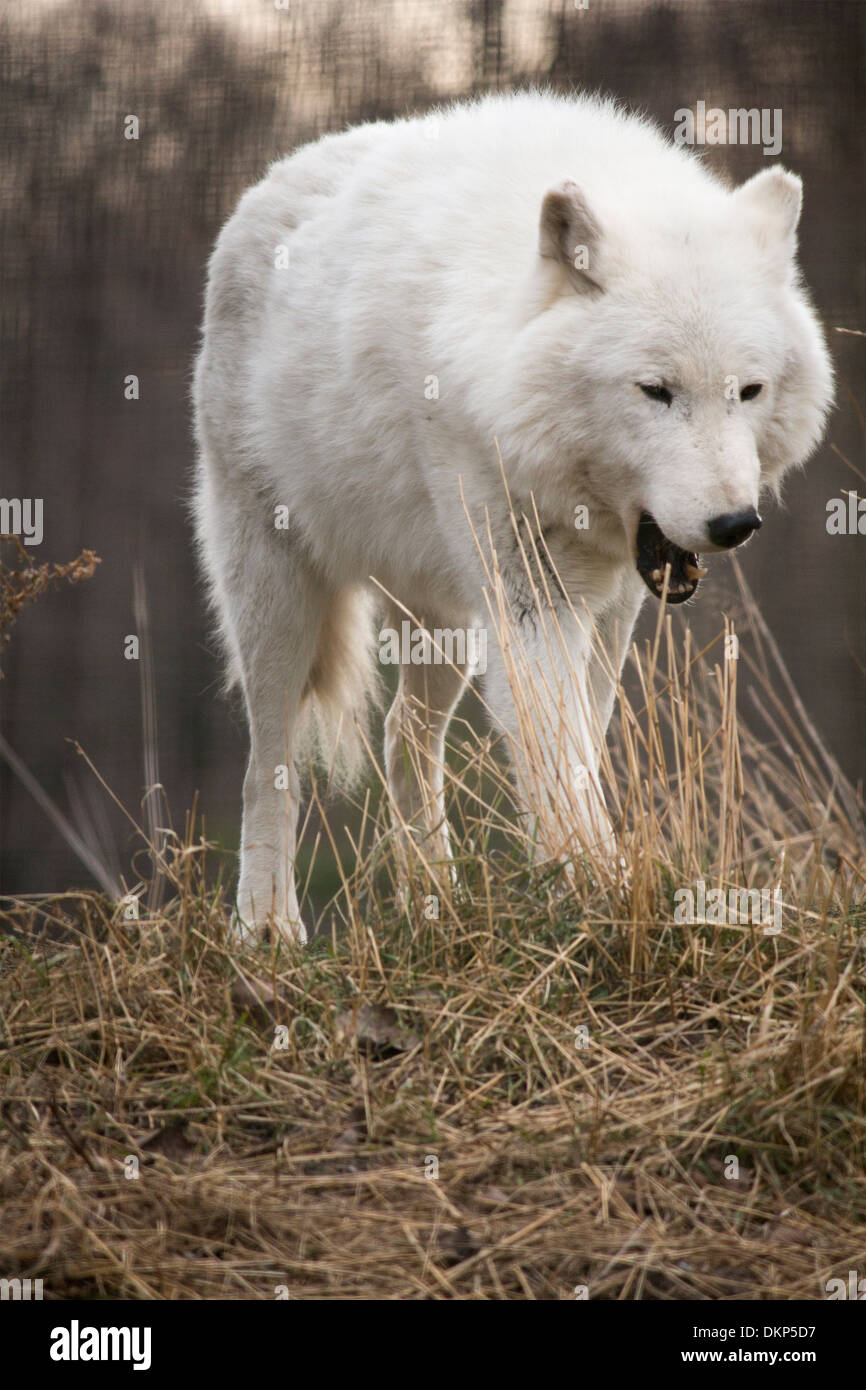 Canis lupus arctos. Arctic wolf yawning at Toronto Zoo Stock Photo - Alamy