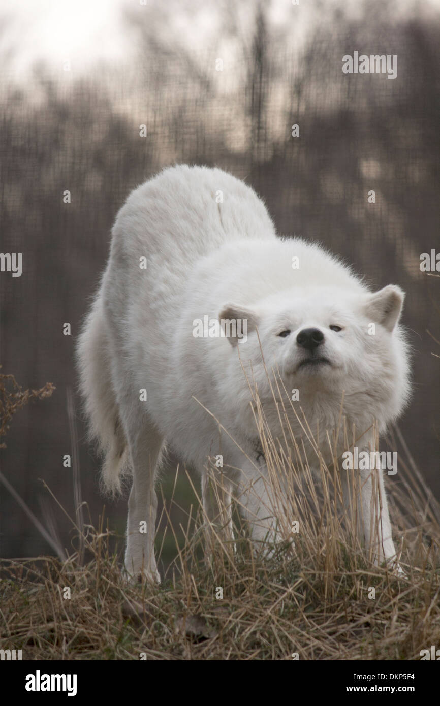 Wolf front view hi-res stock photography and images - Alamy