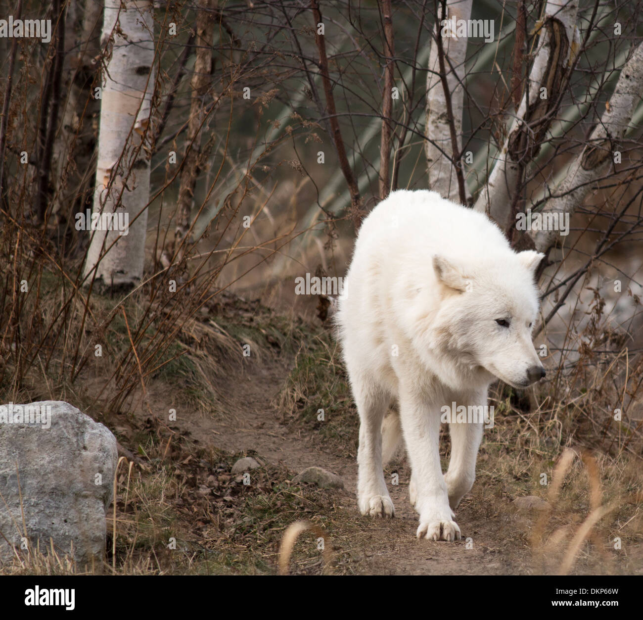 Walking lone hi-res stock photography and images - Alamy