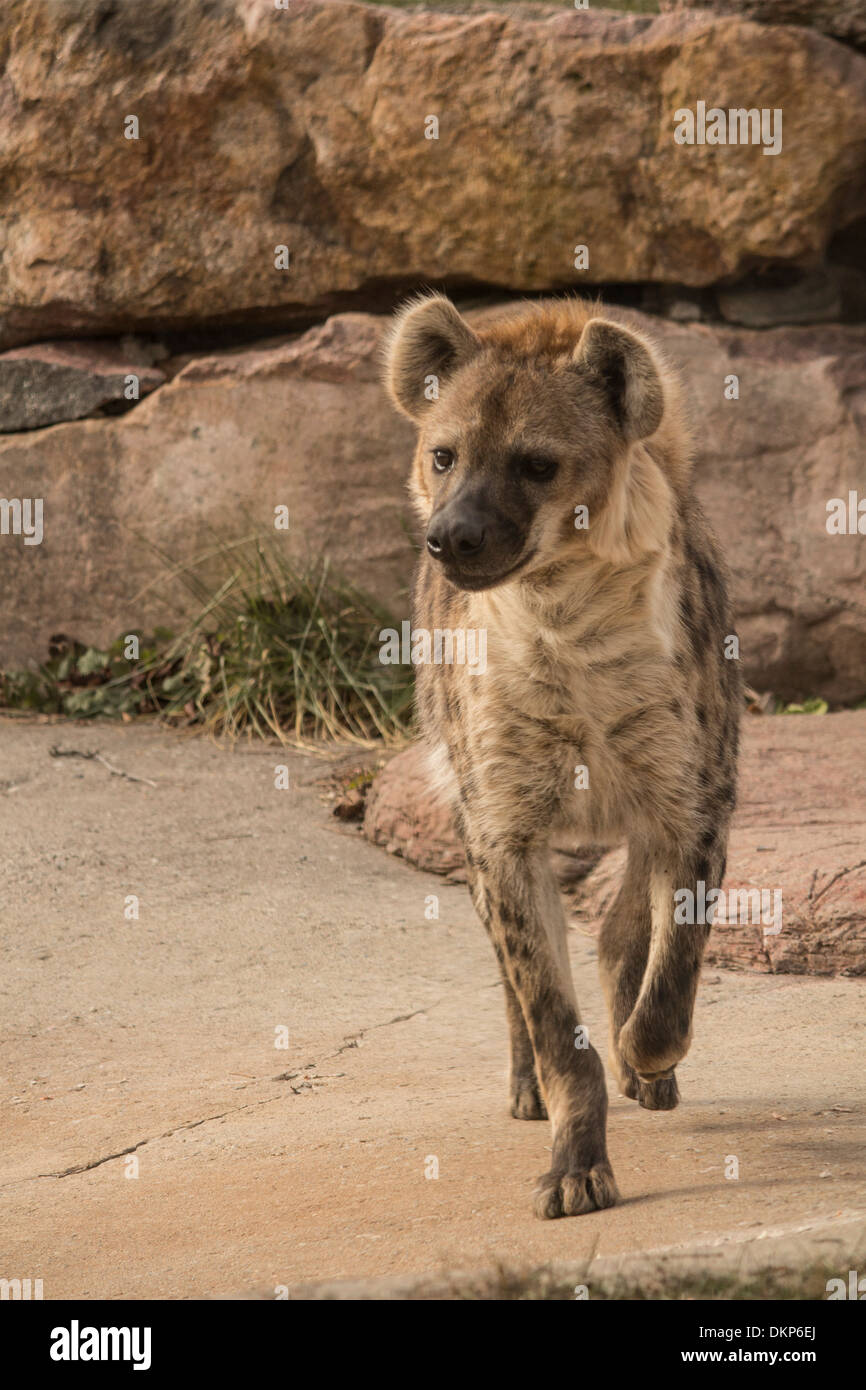 Spotted hyena crocuta crocuta hi-res stock photography and images - Alamy