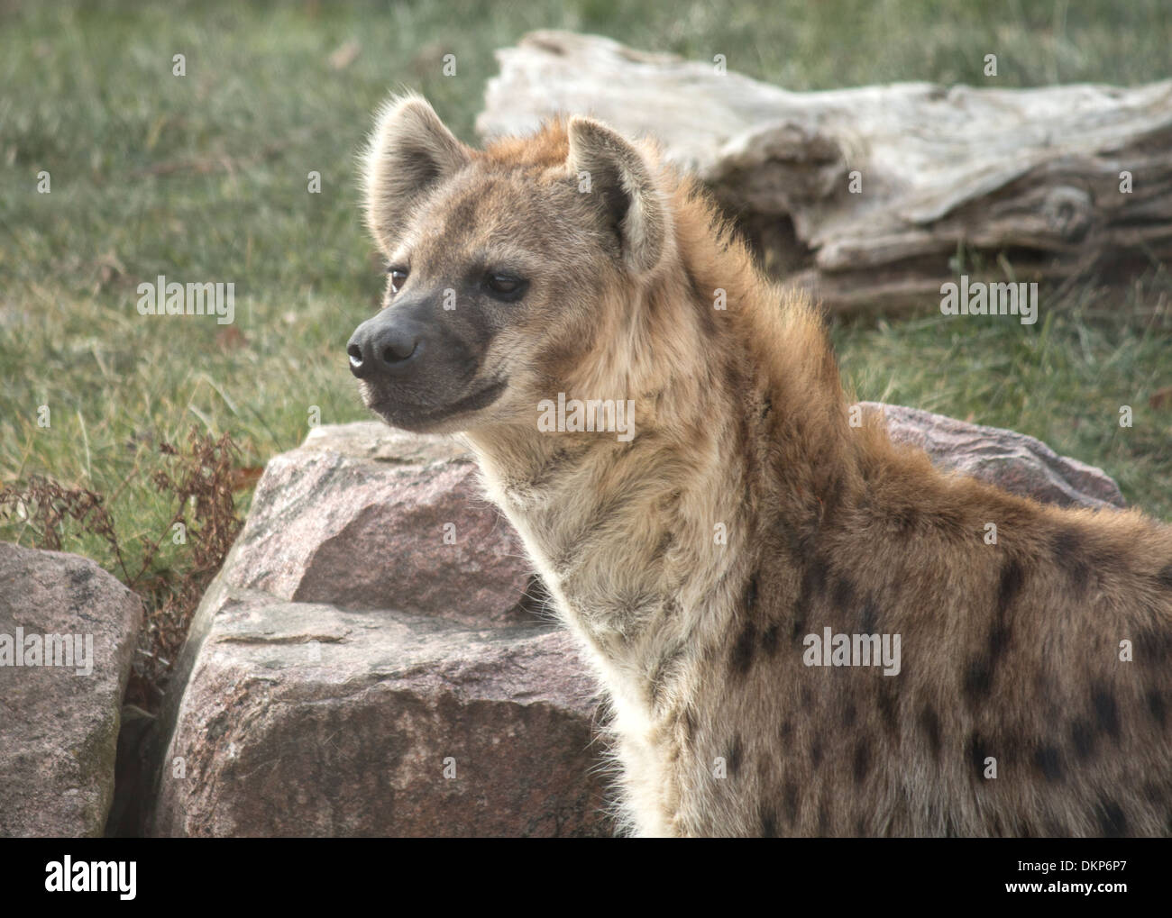 Spotted Hyena ( Crocuta crocuta Stock Photo - Alamy